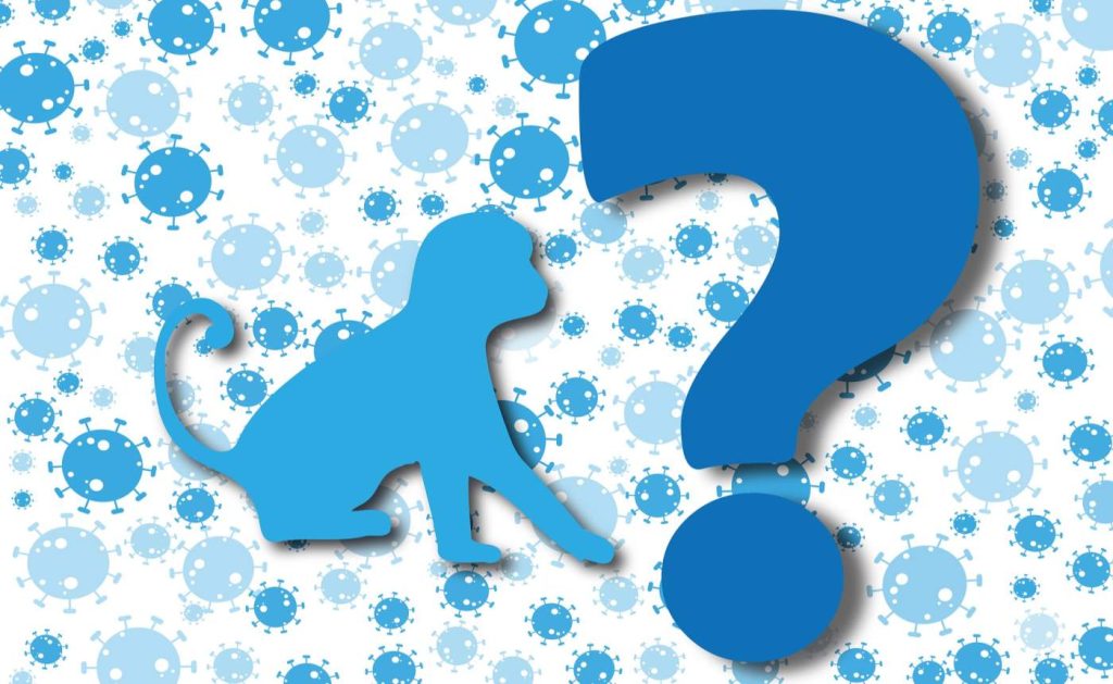 Was genau sind Affenpocken? - Jetzt Infos zum Virus lesen